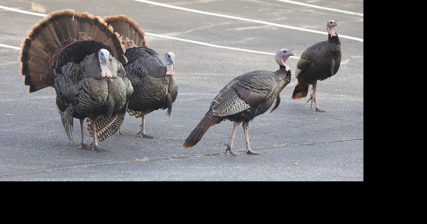Turkeys out for a trot | Local News | gettysburgtimes.com