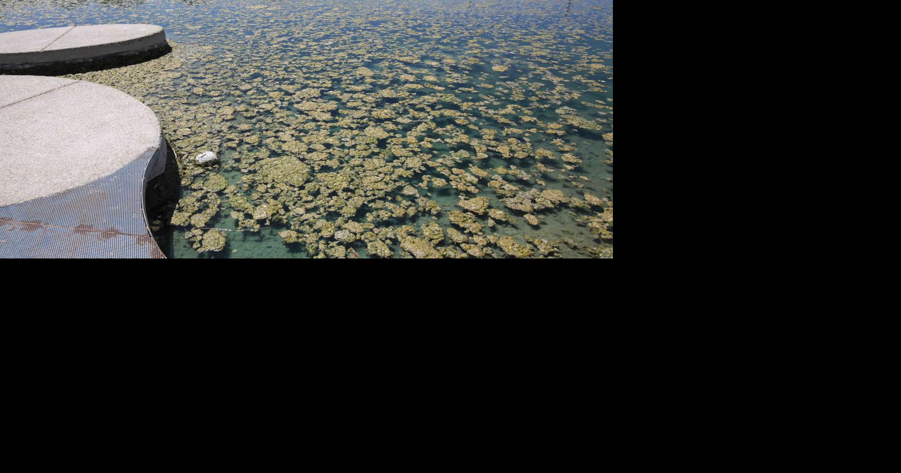 Town defends Cosmo Park lake’s pet safety | News | gilbertsunnews.com