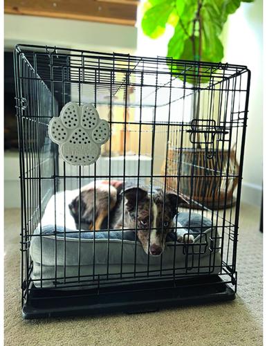 Gilbert company’s device a life-saver for pets | Business ...