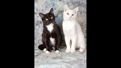 Gilbert animal rescue slates 2 big events | News | gilbertsunnews.com