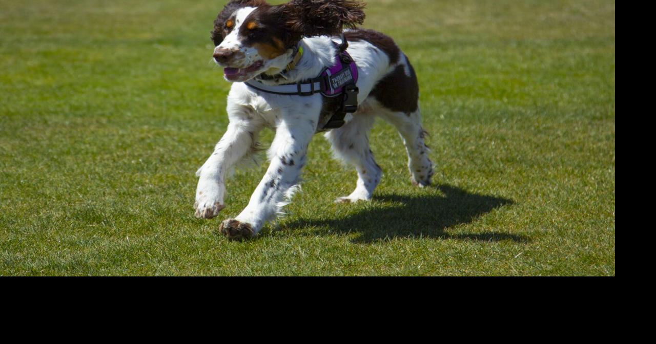 Gilbert Fire’s dog is the state’s first | News | gilbertsunnews.com
