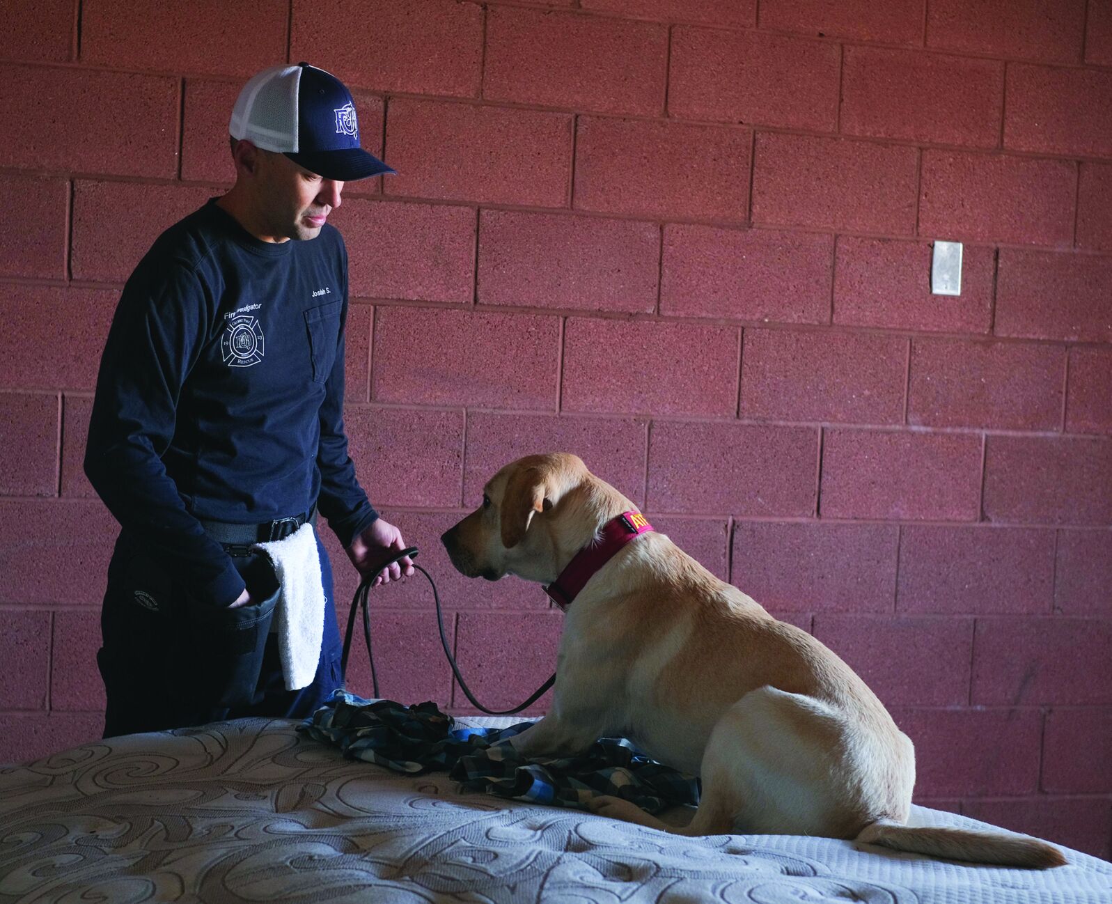 She's special: Labrador is new Gilbert Fire recruit | News ...
