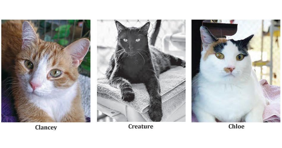 Gilbert cat rescue raising funds today | News | gilbertsunnews.com