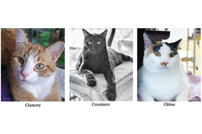 Gilbert cat rescue raising funds today | News | gilbertsunnews.com