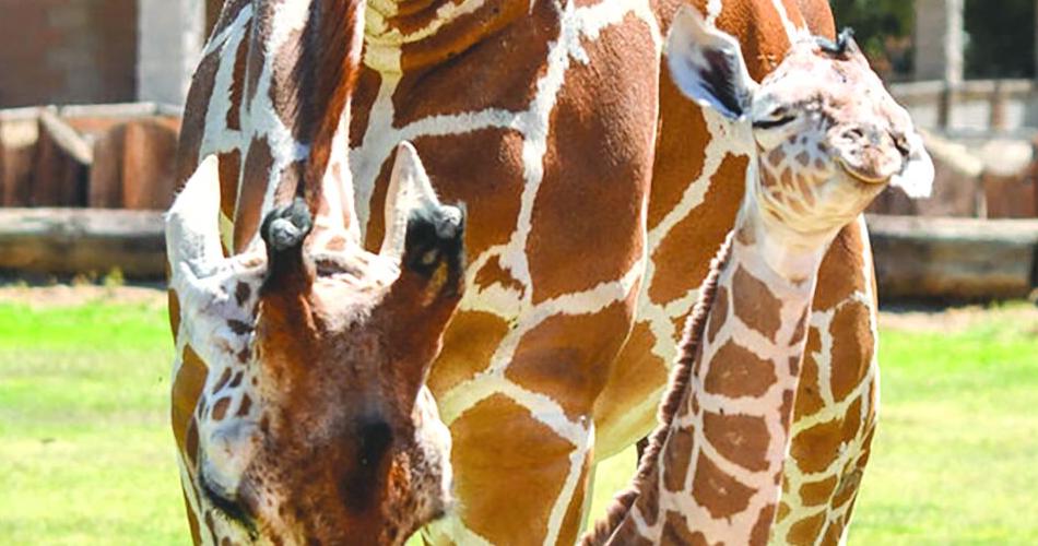 Wildlife World Zoo welcomes new arrival | Features | glendalestar.com