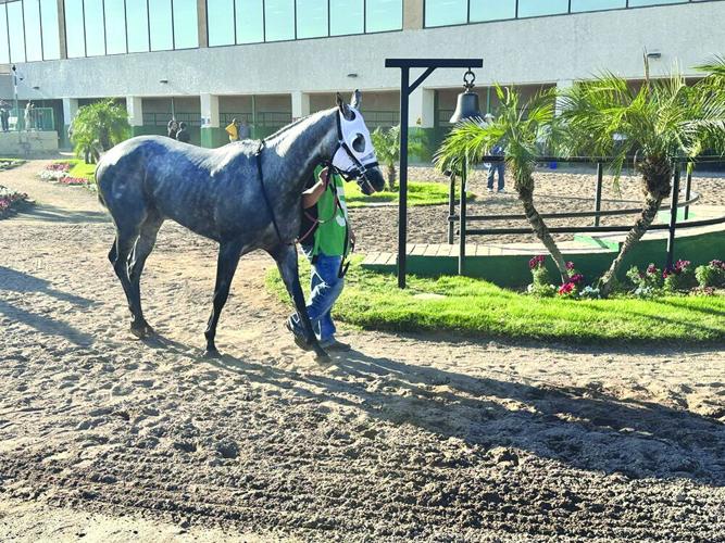 Turf Paradise begins 70th season with new vision, renewed hope | News ...