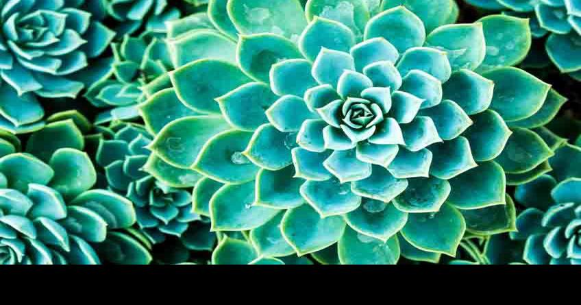 Garden ‘workday’ at Glendale Xeriscape | News | glendalestar.com