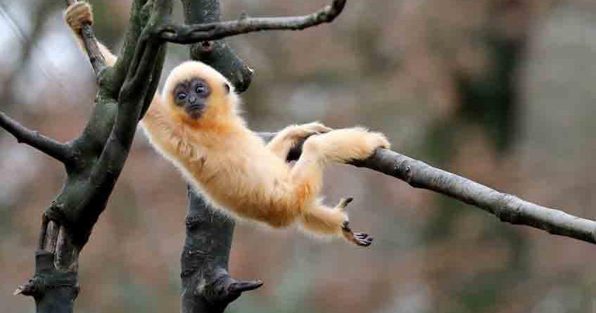 2 rare gibbons born at Wildlife World Zoo | Features | glendalestar.com