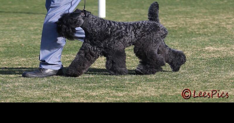 Kachina Kennel Club presents ‘The Great Arizona Dog Show’ | News ...