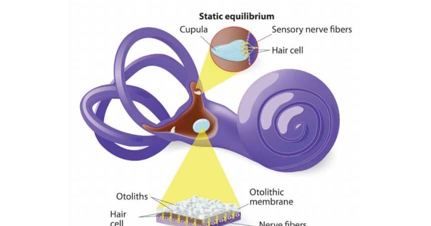 Have you heard about the crystals in your ears? | Features ...