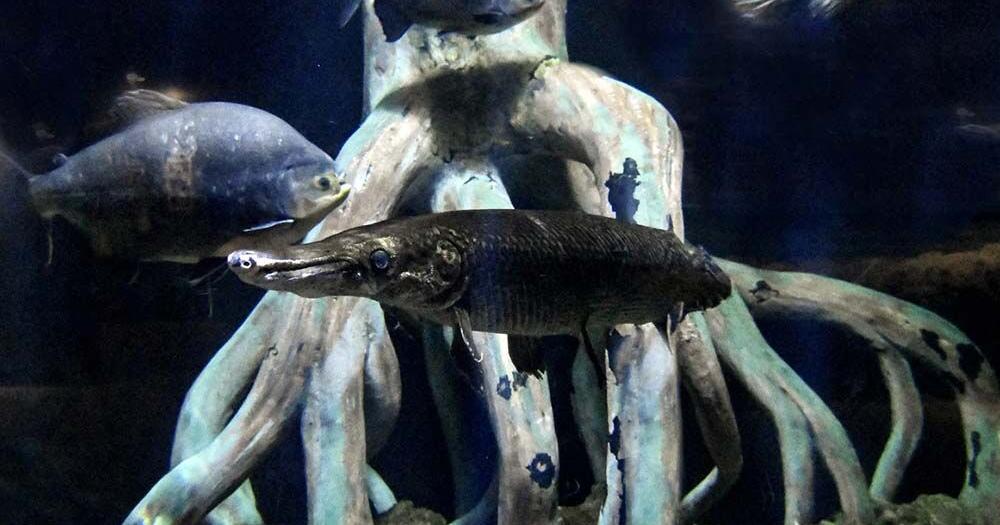 Wildlife World Zoo welcomes 200-pound fish | Features | glendalestar.com