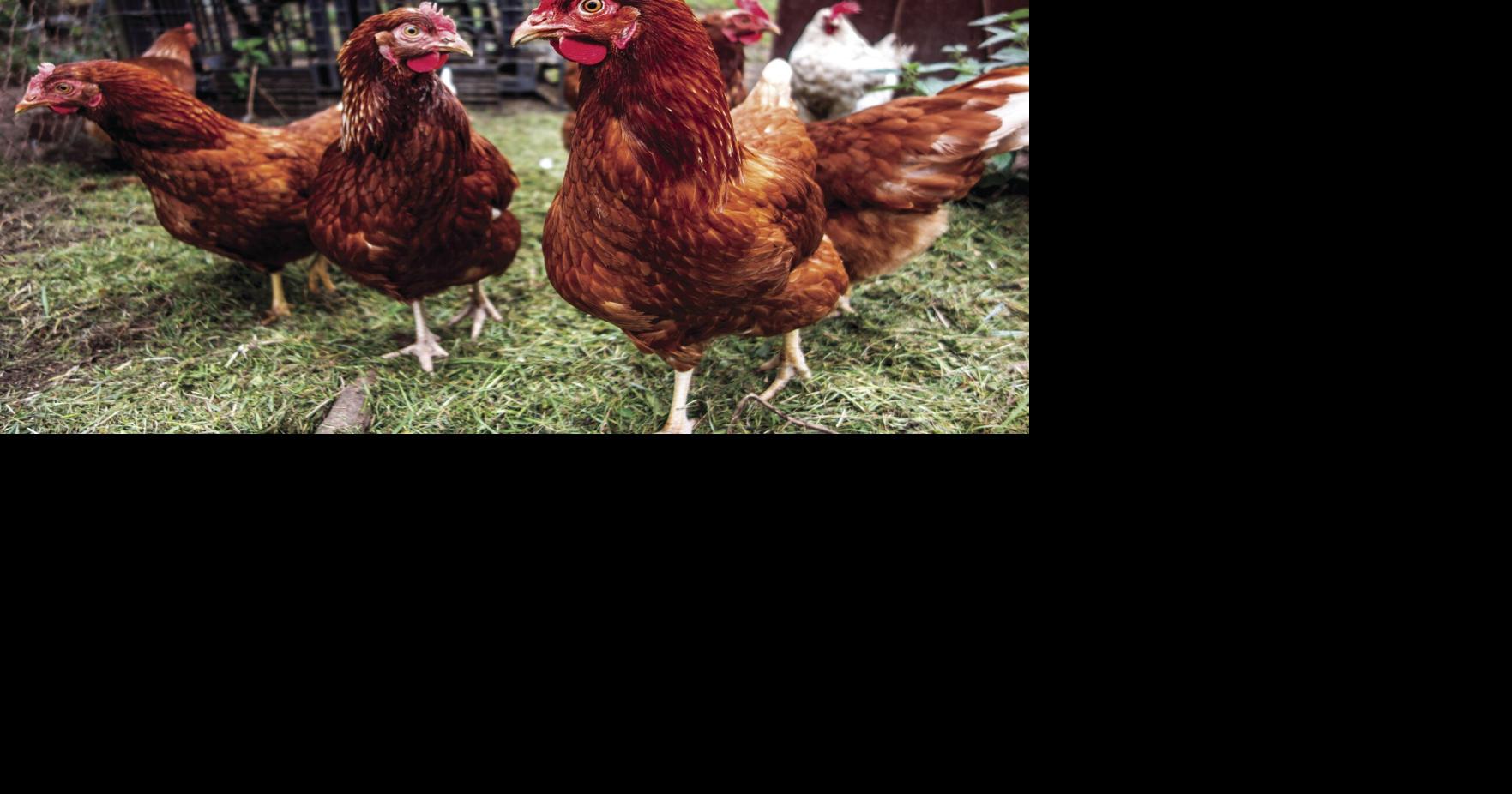 New law to allow Arizonans to have backyard chickens | News ...