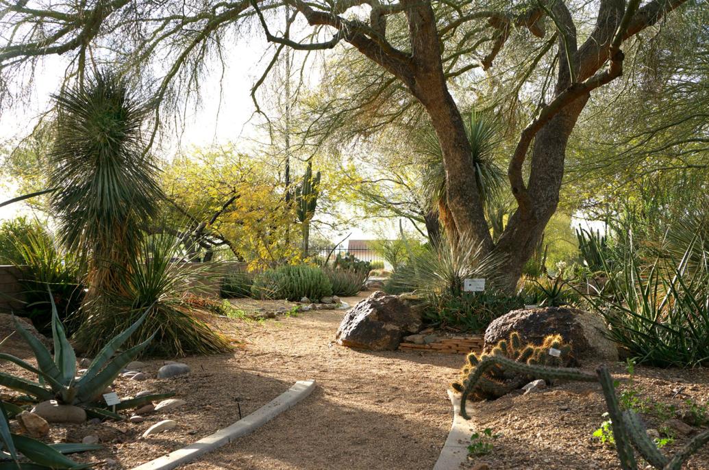 A winding trail of subtle green creates a colorful xeriscape | Features ...