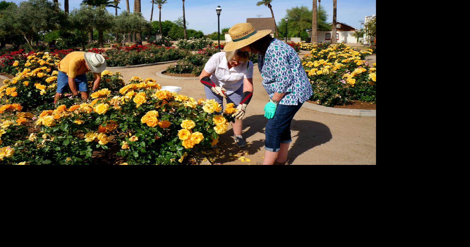 Historic Sahuaro Ranch: Everything’s coming up roses | Features ...