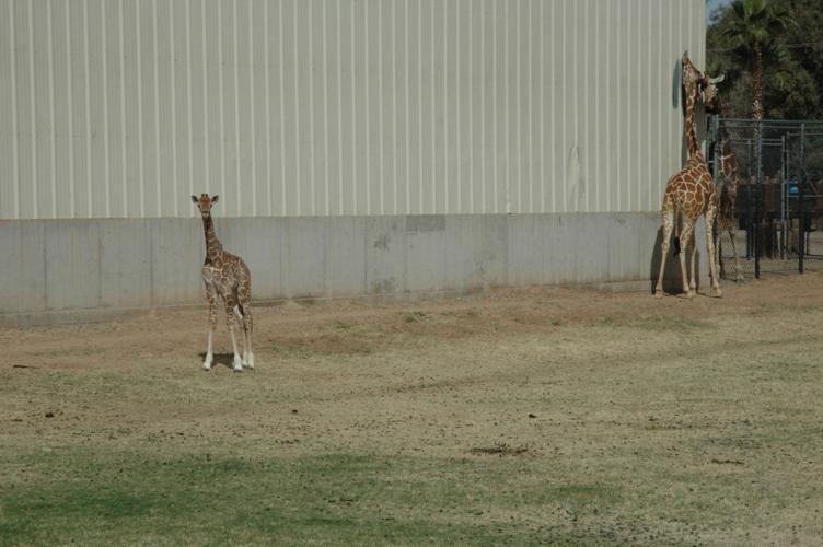Cats in the cradle at West Valley zoo | News | glendalestar.com