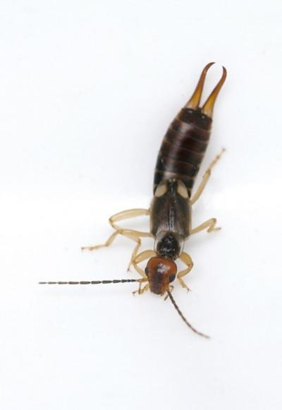 Invasion of the earwigs (Richard Johnson column)