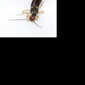 Invasion of the earwigs (Richard Johnson column)