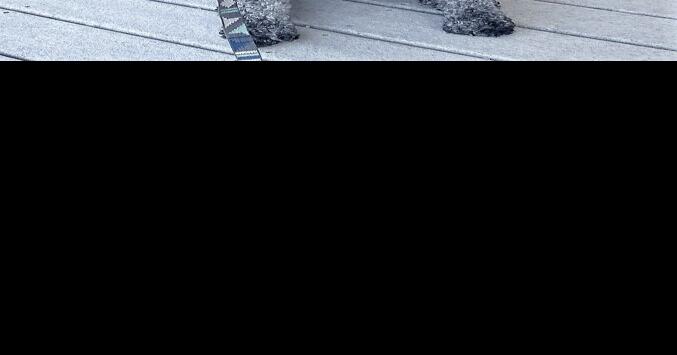 Moose the dog begins therapy service