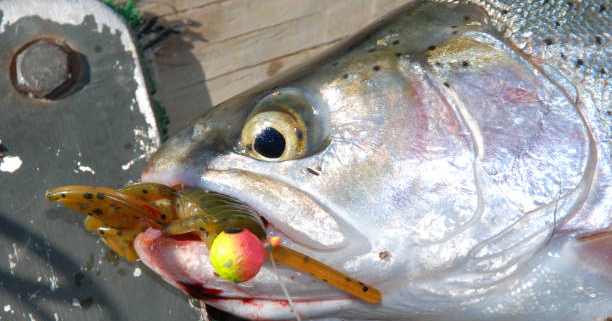 JENSEN: Fishing thoughts