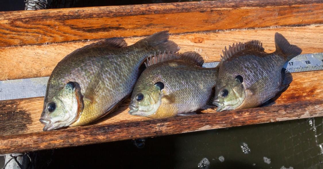 Tips to become a Master Angler in Iowa