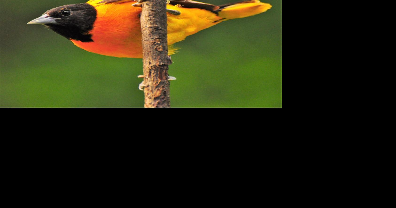 WASHBURN: Spring bird migration moves through Iowa