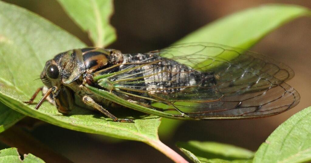Cicadas appear, giant cicada-killing wasps follow closely