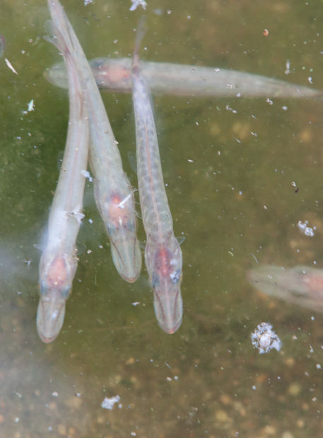 Northern Resurgence | Features | globegazette.com