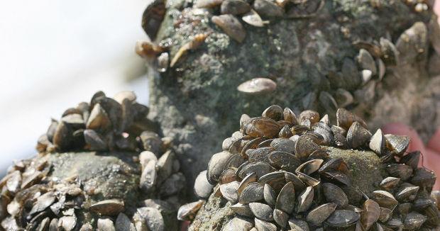 Zebra mussels increase in Iowa Great Lakes