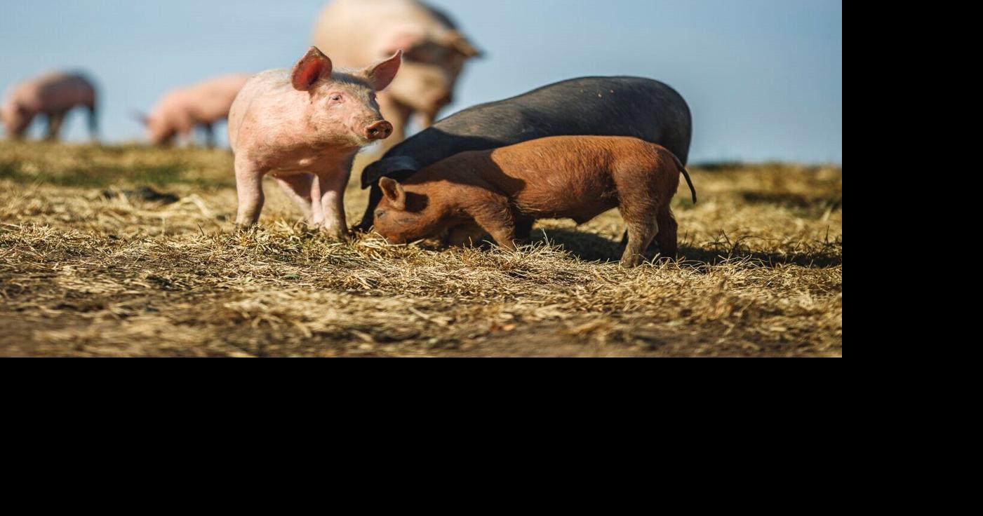 US Supreme Court backs California pork restrictions again