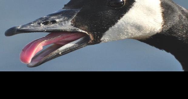 Goose death investigated in Ventura