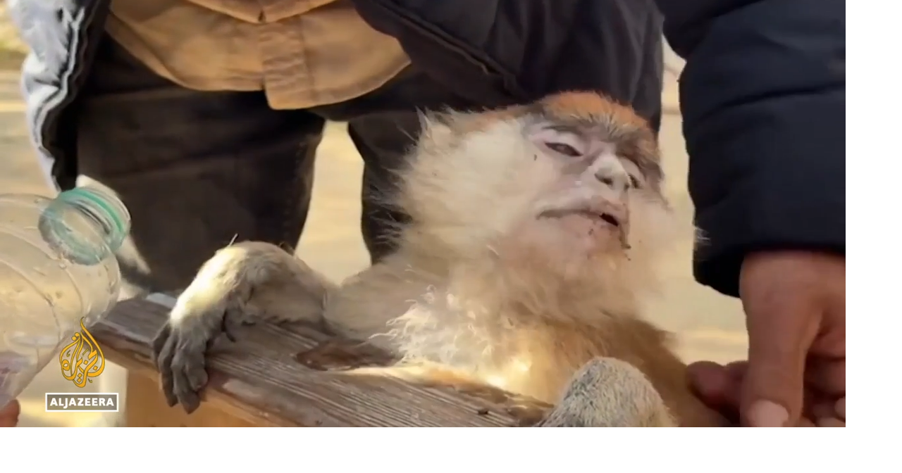 Palestinians shelter among starving animals at forlorn Rafah zoo