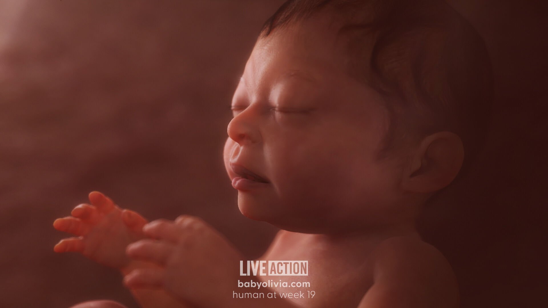 Board of Education solidifies fetal development instruction