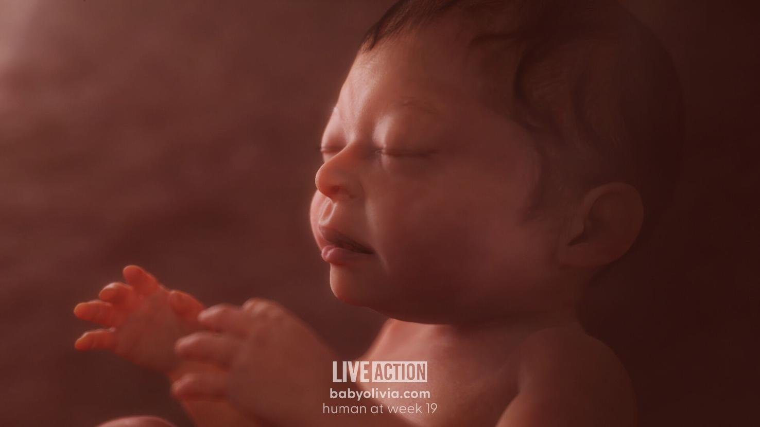 Board of Education solidifies fetal development instruction