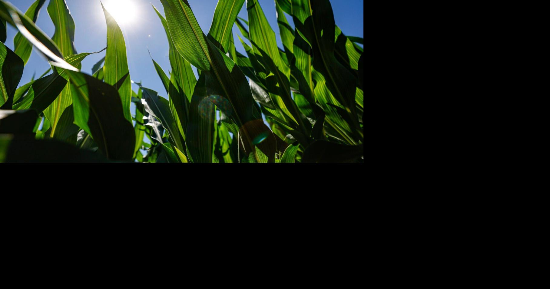 Heat, timely rain push crops through pivotal weeks of July