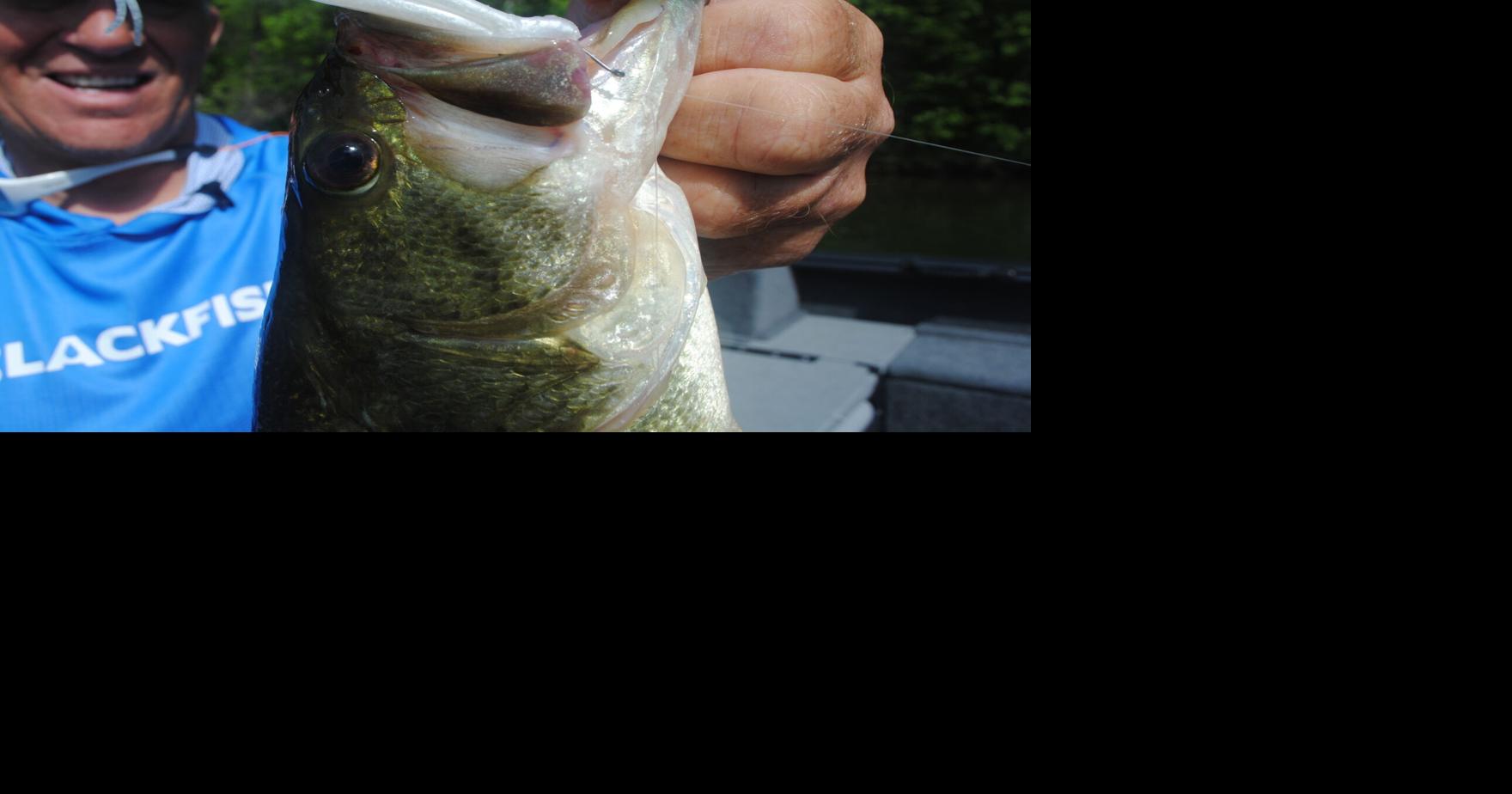 Jensen: Drop-shot rigs for fall fish