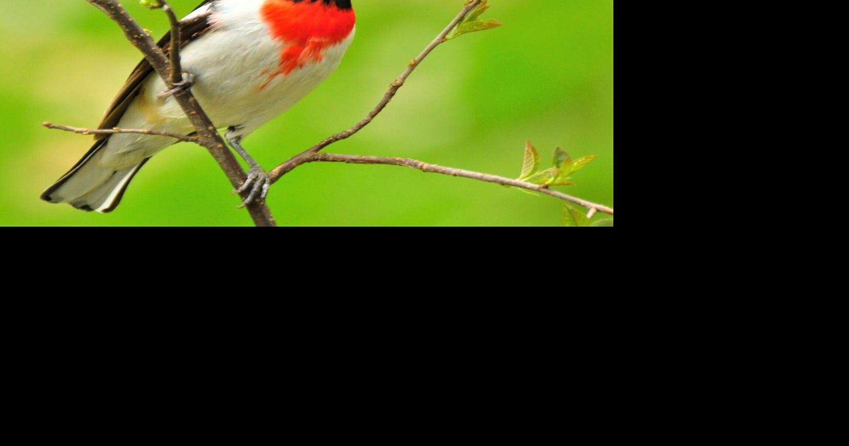 Washburn: Spring songbird migration approaching annual peak