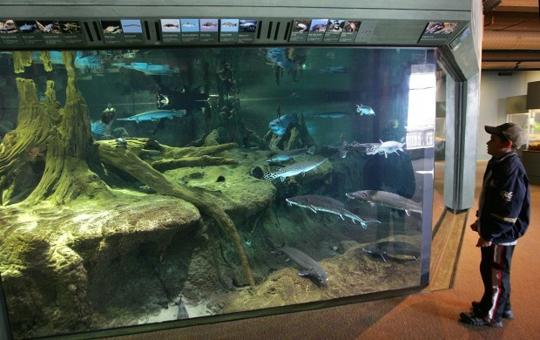 National Mississippi River Museum and Aquarium