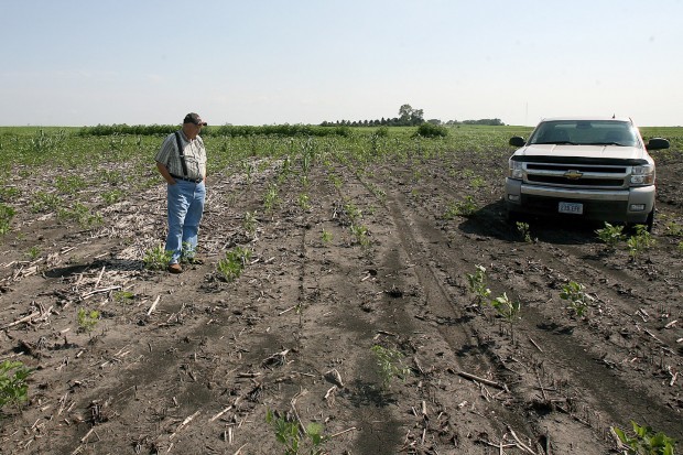Farm field feast or famine