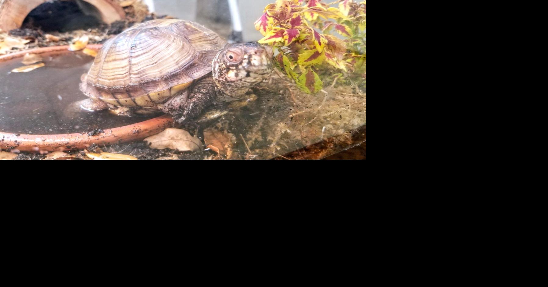 WCCB announces that Rosie the turtle has made Hanson Nature Center her home