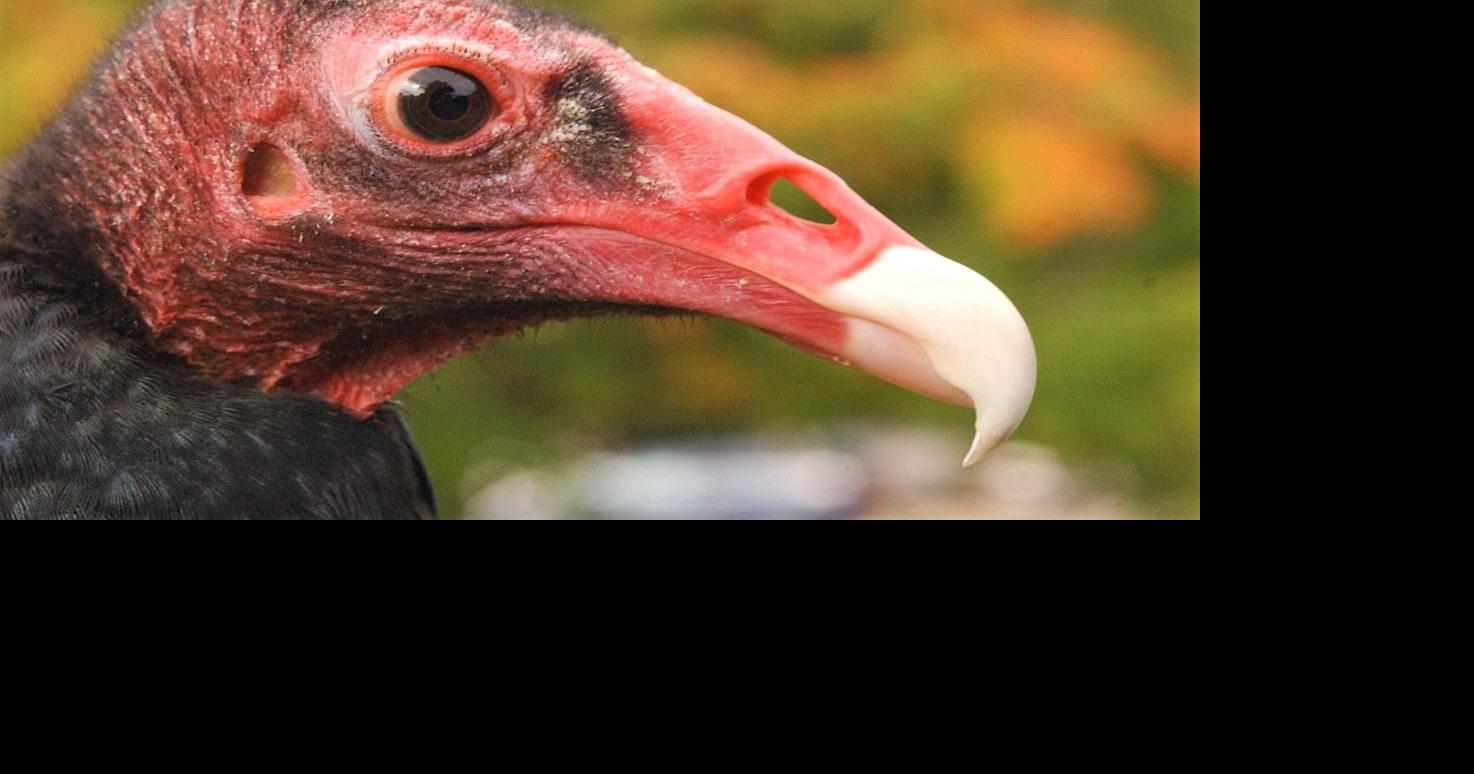 Washburn: Beautifying the Iowa landscape, one roadkill at a time