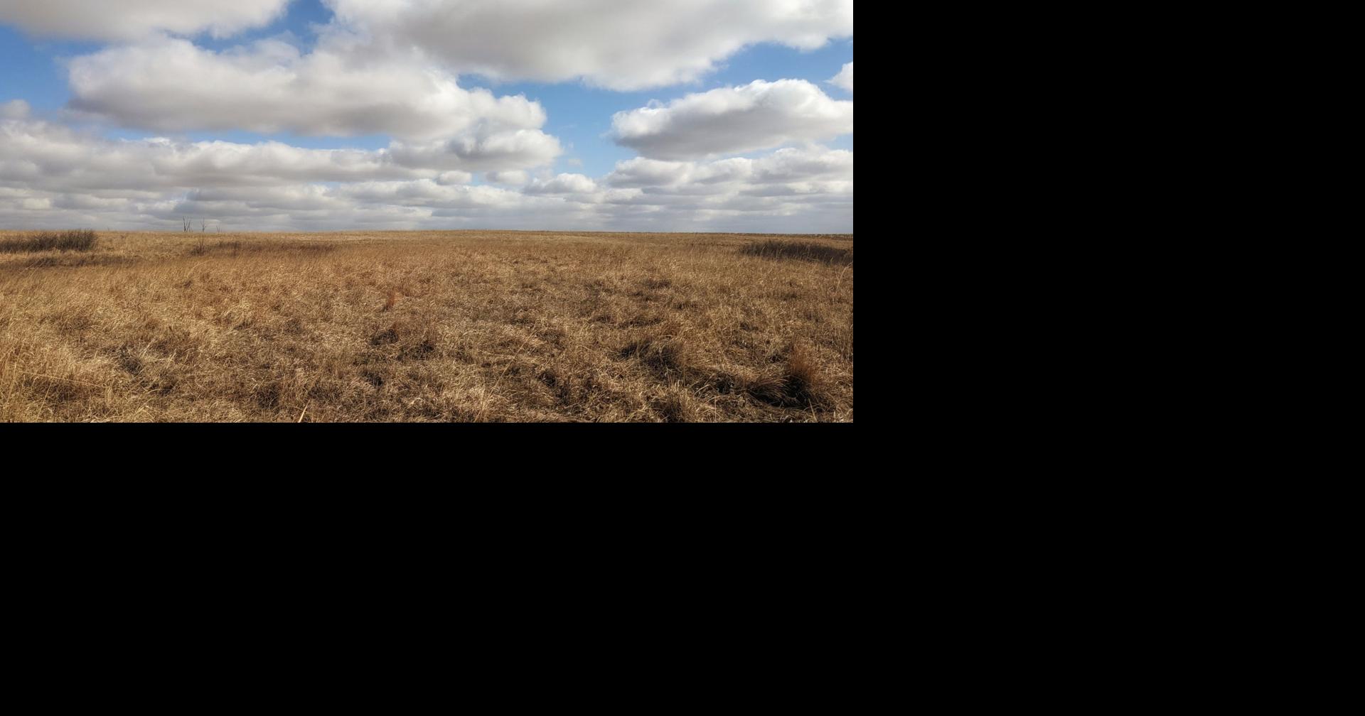 Planting prairies in North Iowa