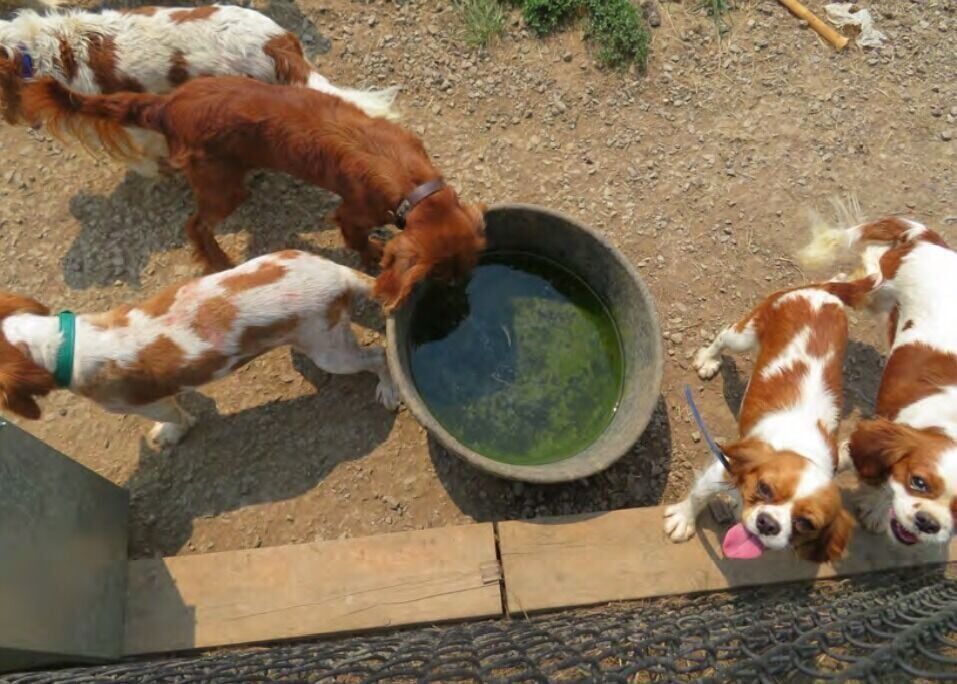 Felony charges for pet torture sought by Iowa advocates