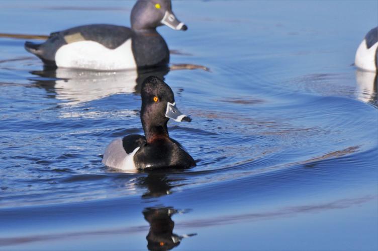 Washburn outdoors: An exciting morning at Smartweed Pond (with photos)
