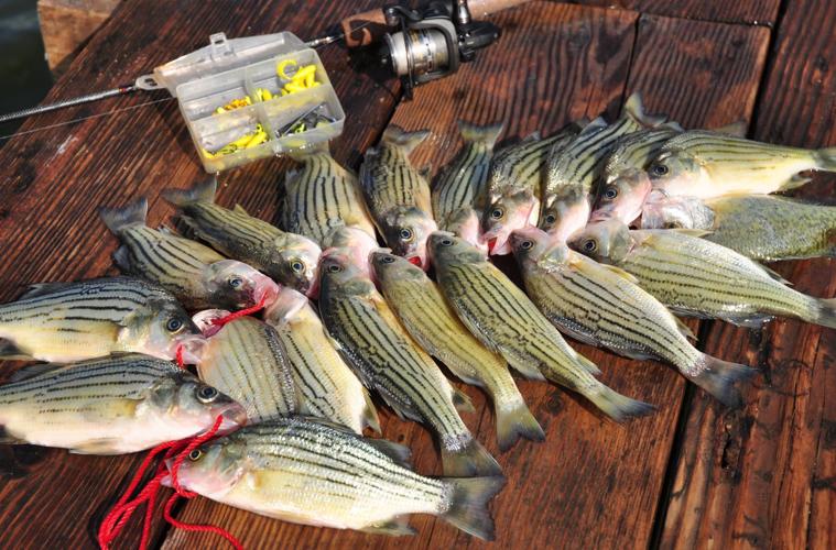 Yellow bass action heating up at Clear Lake