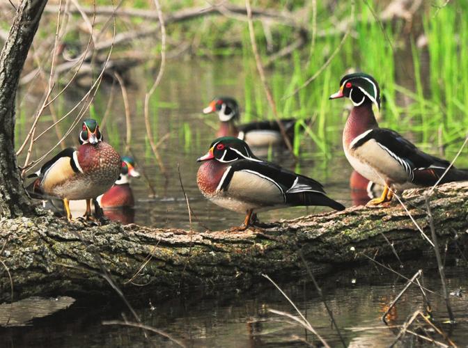 Washburn: Acorn-eating wood ducks provide exciting hunt