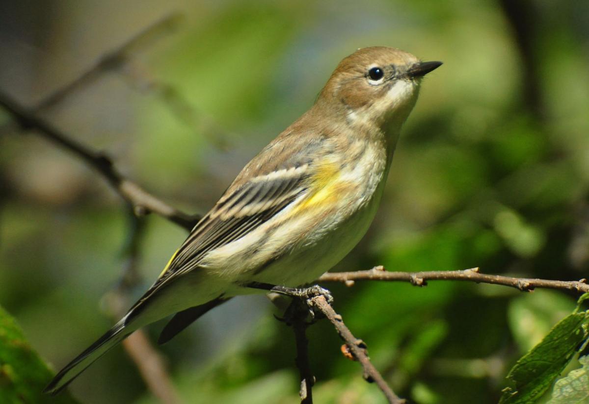Warbler migration provides October birding highlight | Features ...