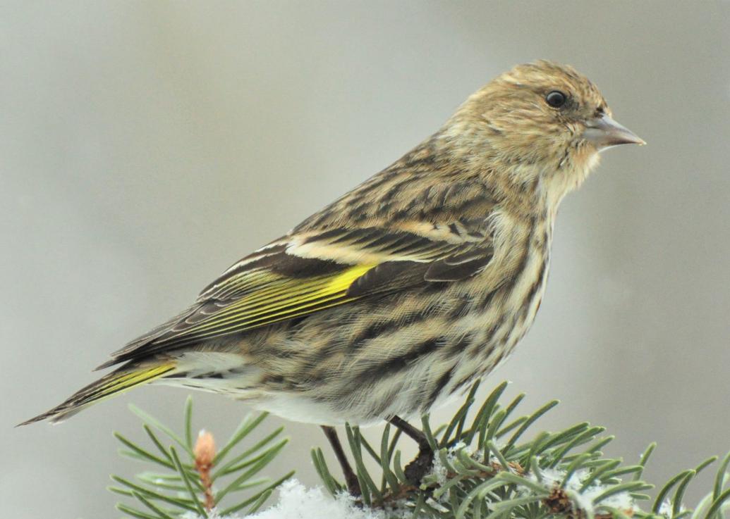 Washburn: Fledging woodpeckers provide surprise entertainment