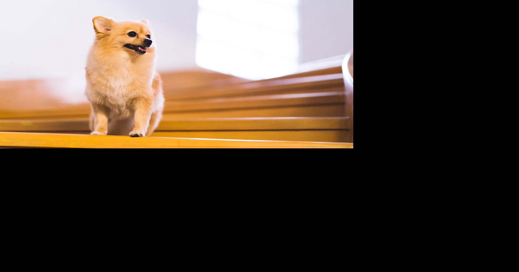 LIFE-my-pet-world-DMT