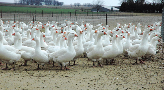 New Haven farmers hope their geese are cooked