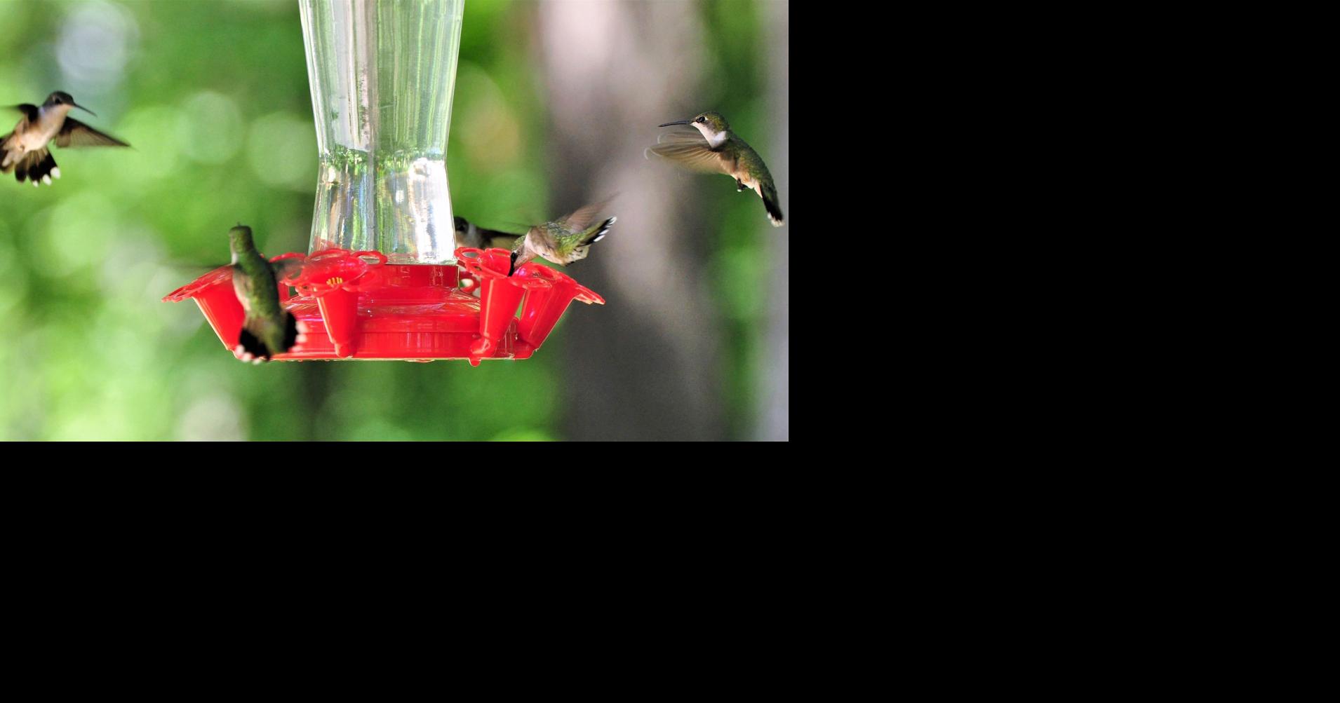 Washburn: The fall hummingbird migration has arrived